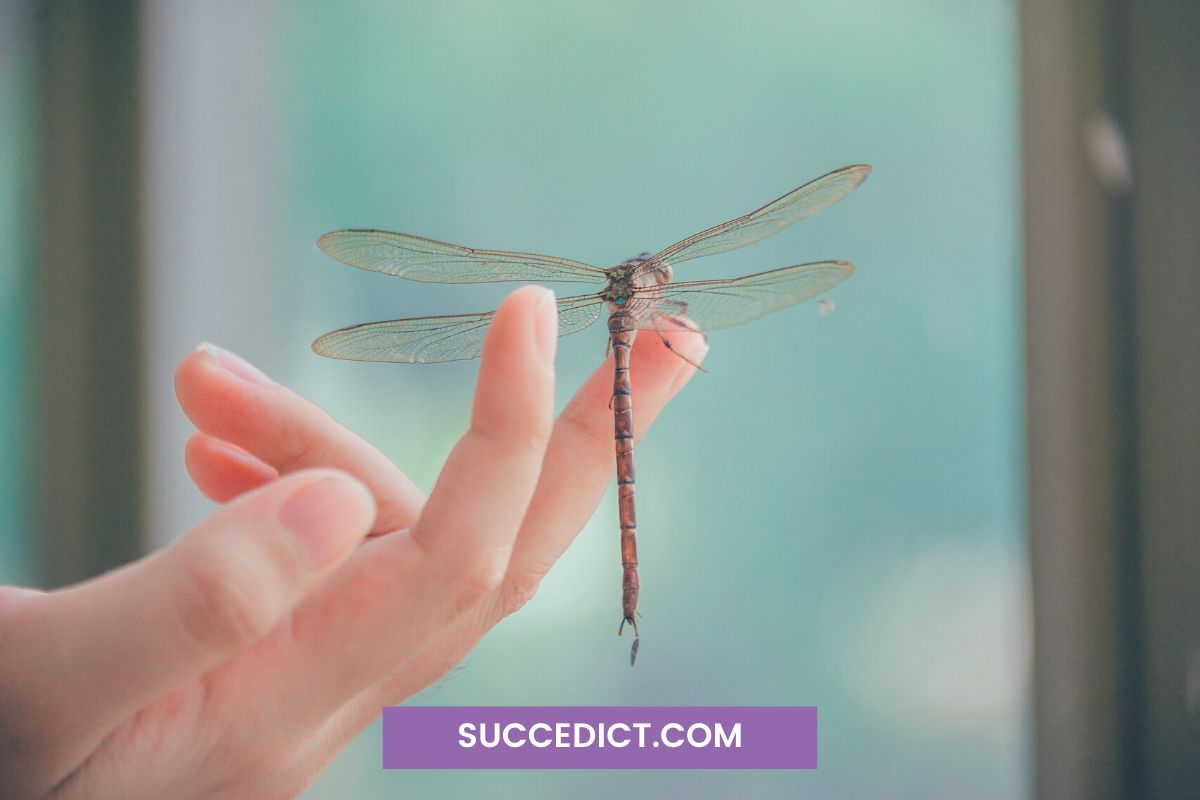 10 Spiritual Meaning of Dragonflies: Embracing Transformation and Enlightenment - Succedict